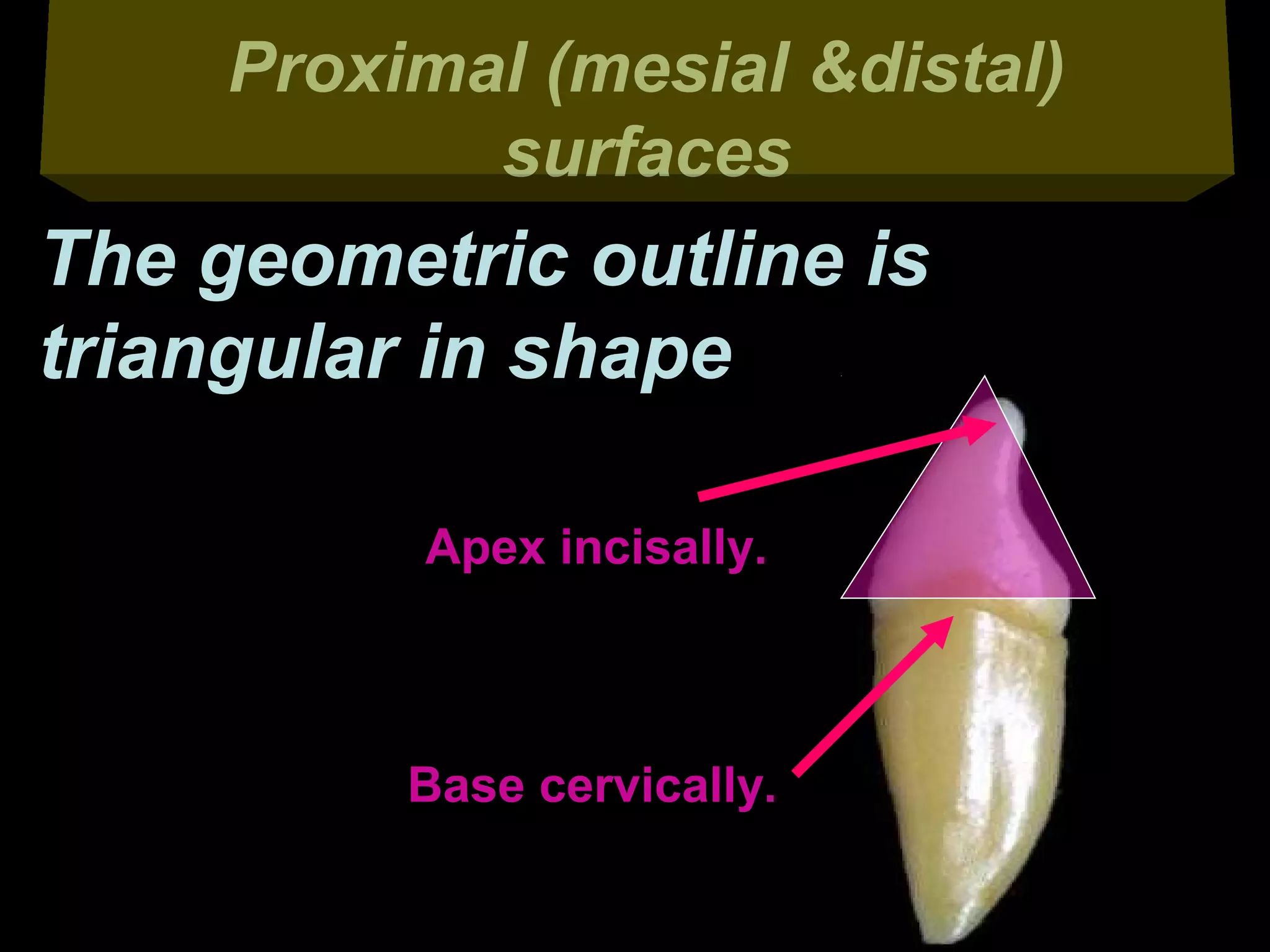 Dentition Ch. 2 - Incisors | PPT