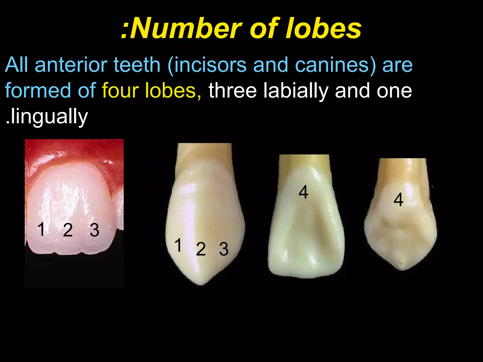 Dentition Ch. 2 - Incisors | PPT