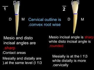 Dentition Ch. 2 - Incisors | PPT