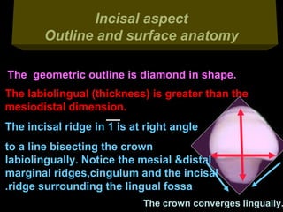 Dentition Ch. 2 - Incisors | PPT