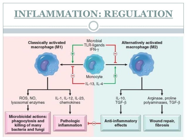 2. inflammation cellular events dr ashutosh kumar