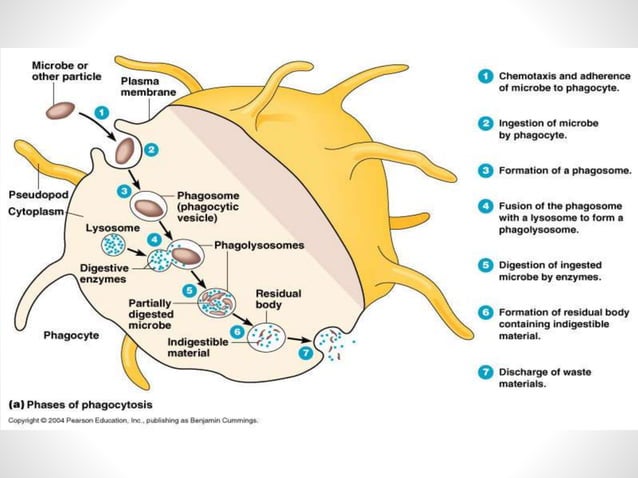 Inflammatory response
