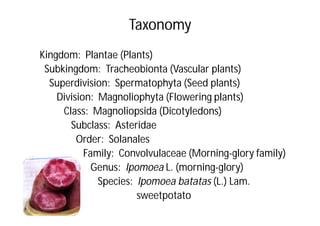 2 ipomoea batatas | PDF