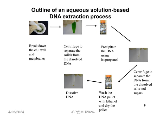 2-Isolation, Extraction and Purification of Nucleic acids.pdf