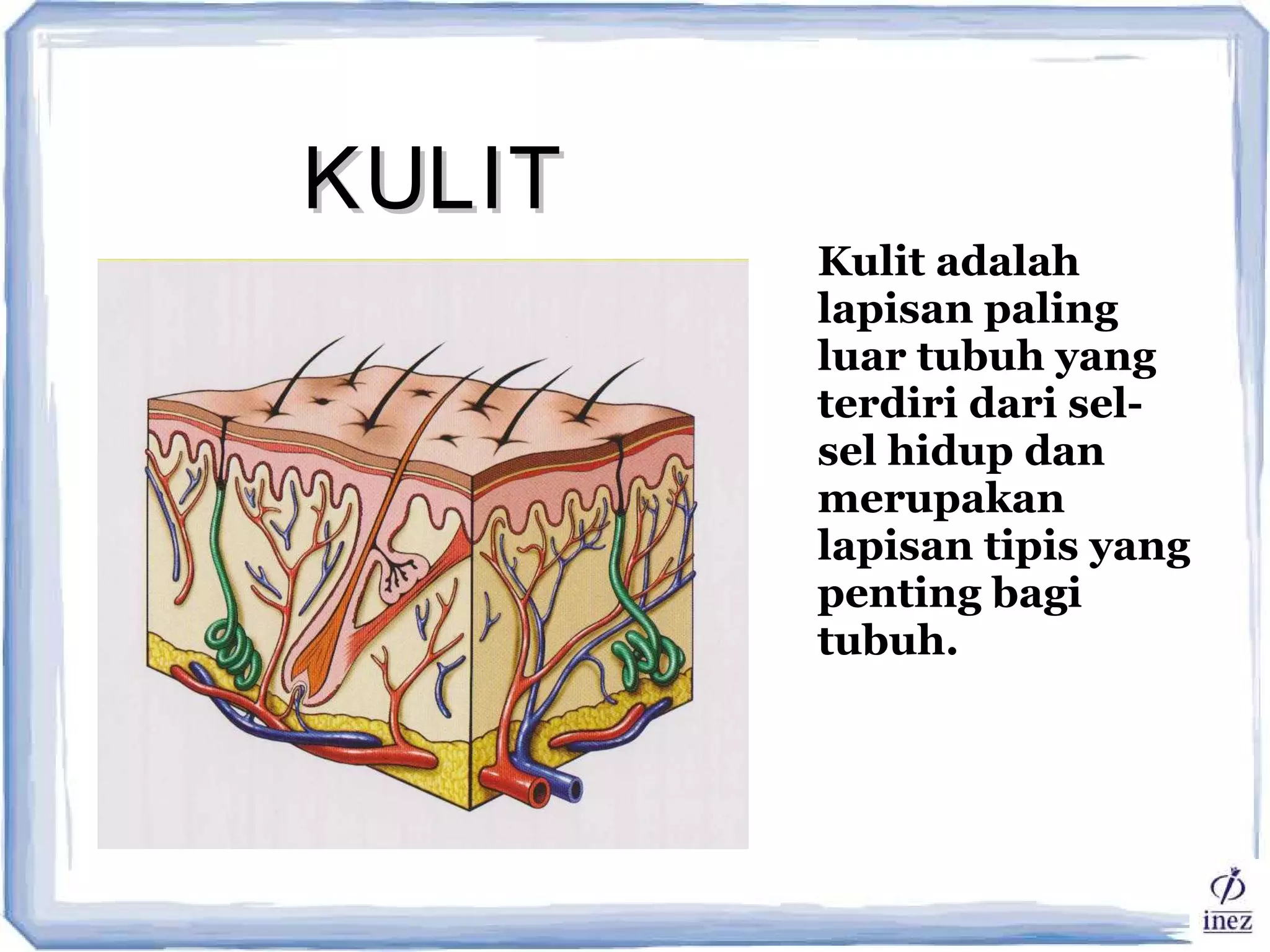 jenis kulit dan produksi | PDF