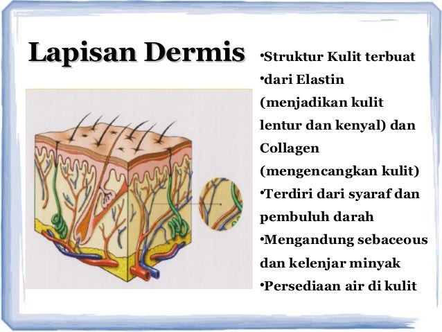 jenis kulit dan produksi