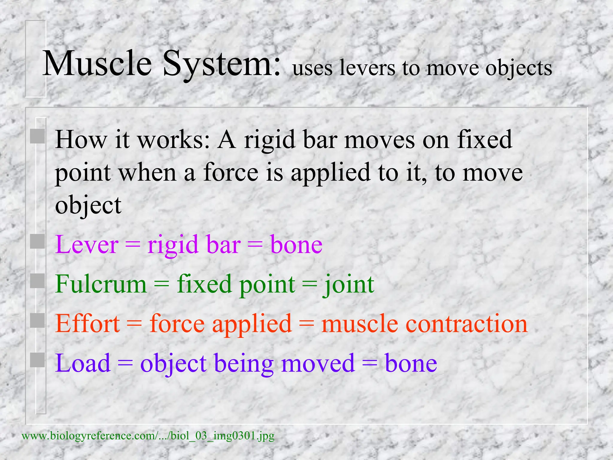 2 - Joints and Muscles Anatomy Grays.ppt