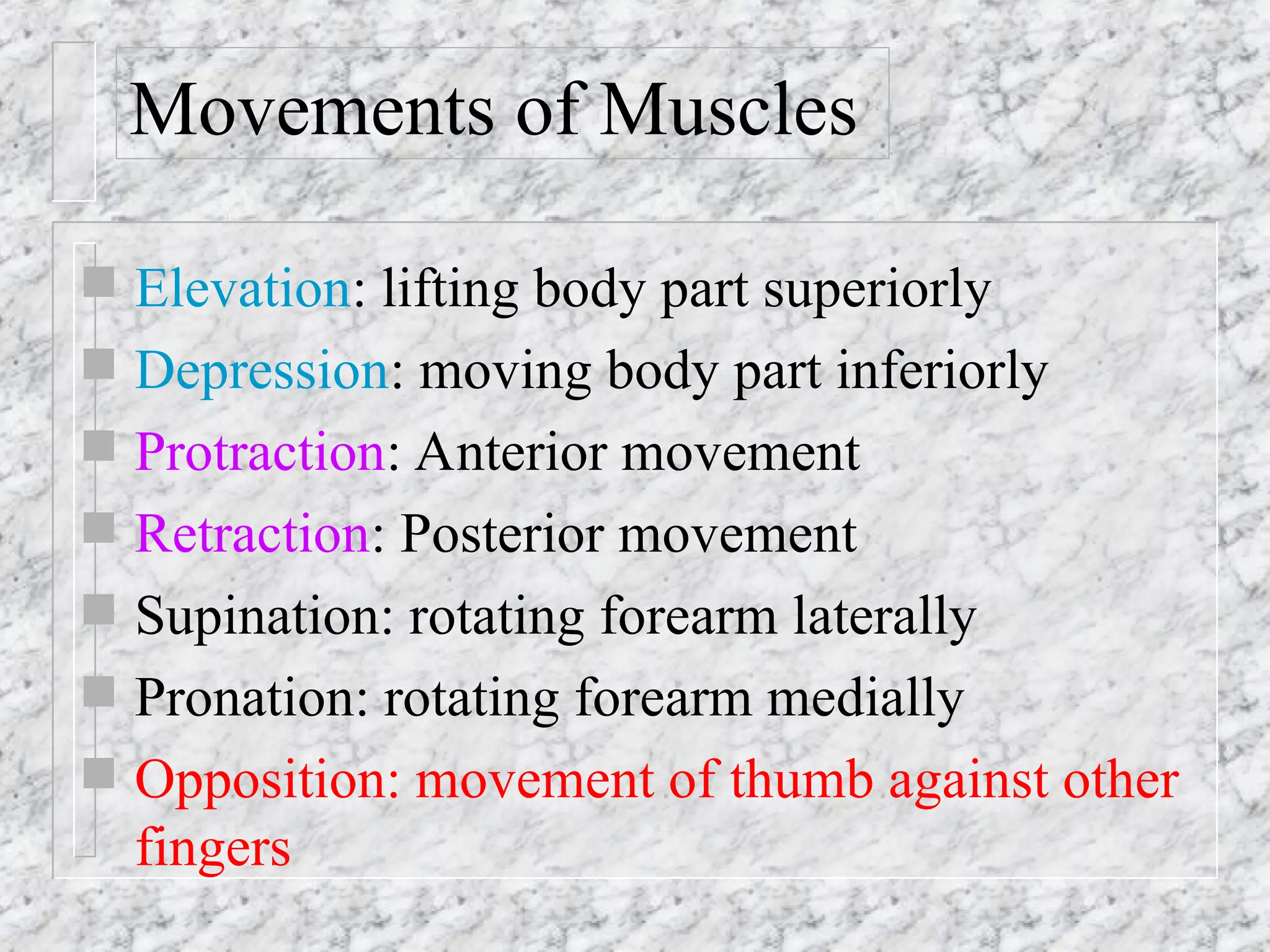 2 - Joints and Muscles Anatomy Grays.ppt