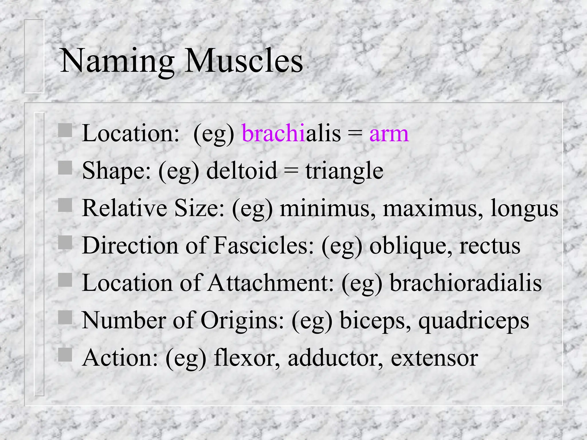 2 - Joints and Muscles Anatomy Grays.ppt