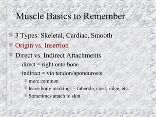 2 - Joints and Muscles Anatomy Grays.ppt