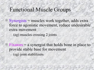 2 - Joints and Muscles Anatomy Grays.ppt