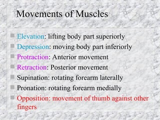 2 - Joints and Muscles Anatomy Grays.ppt