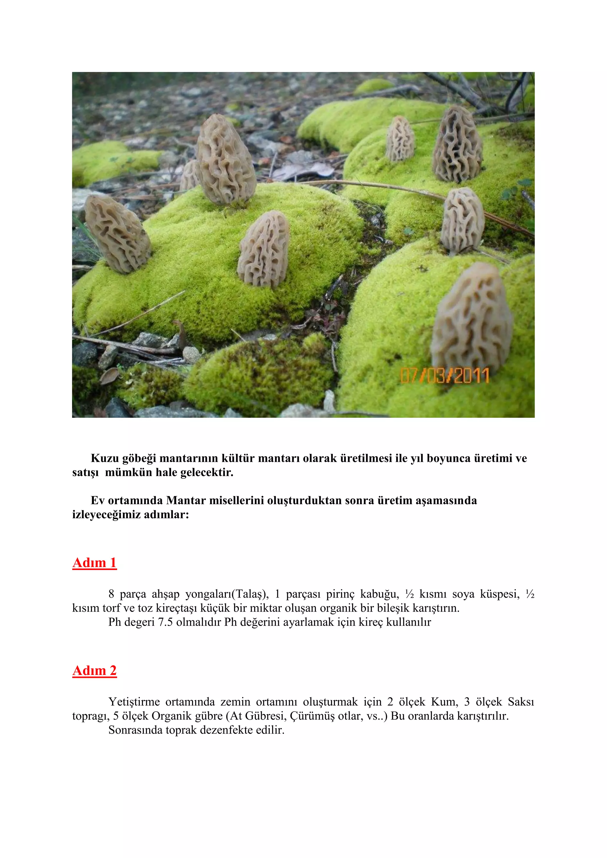 2 ) kuzu gobegi mantari | PDF