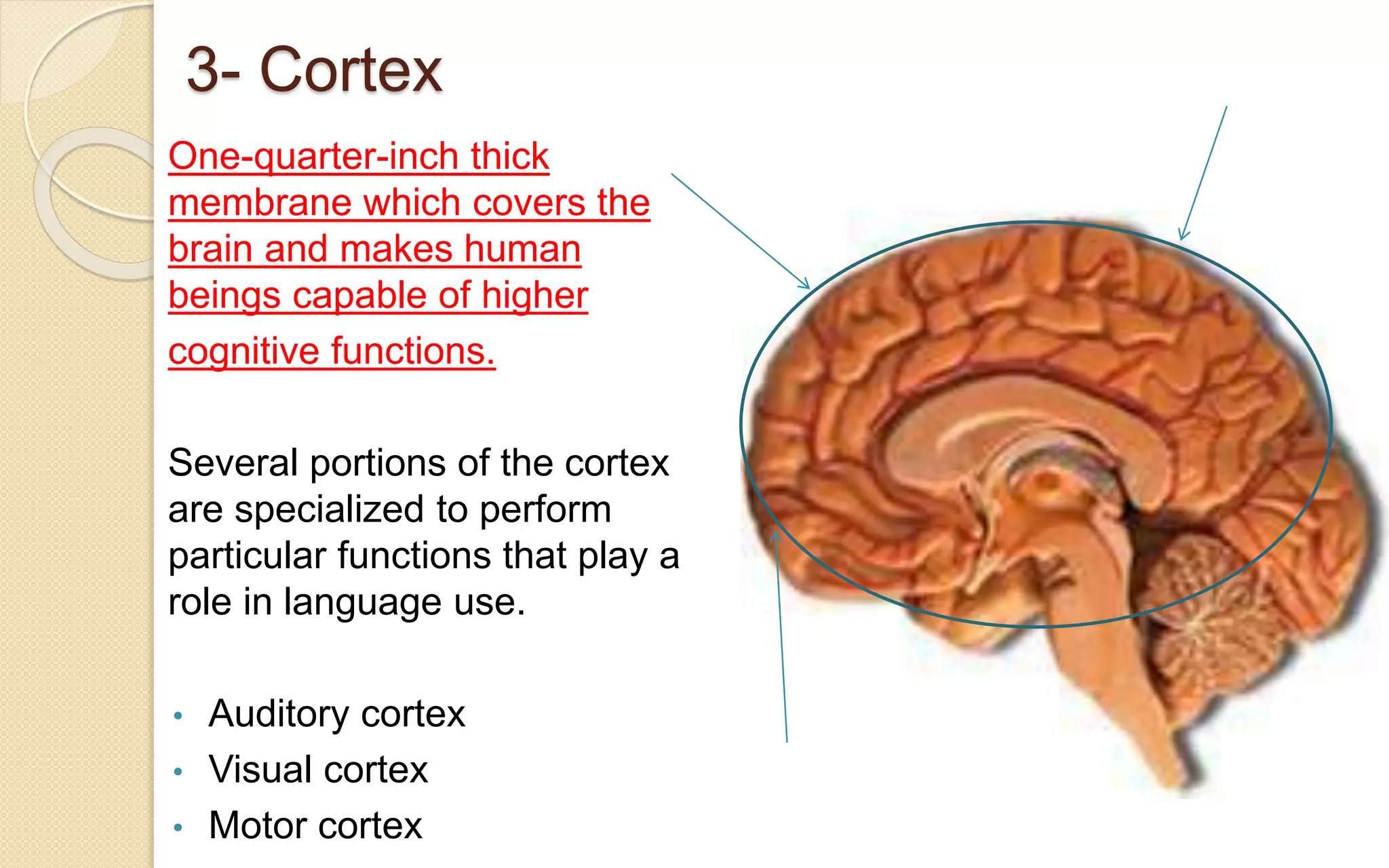 Language and brain | PPTX