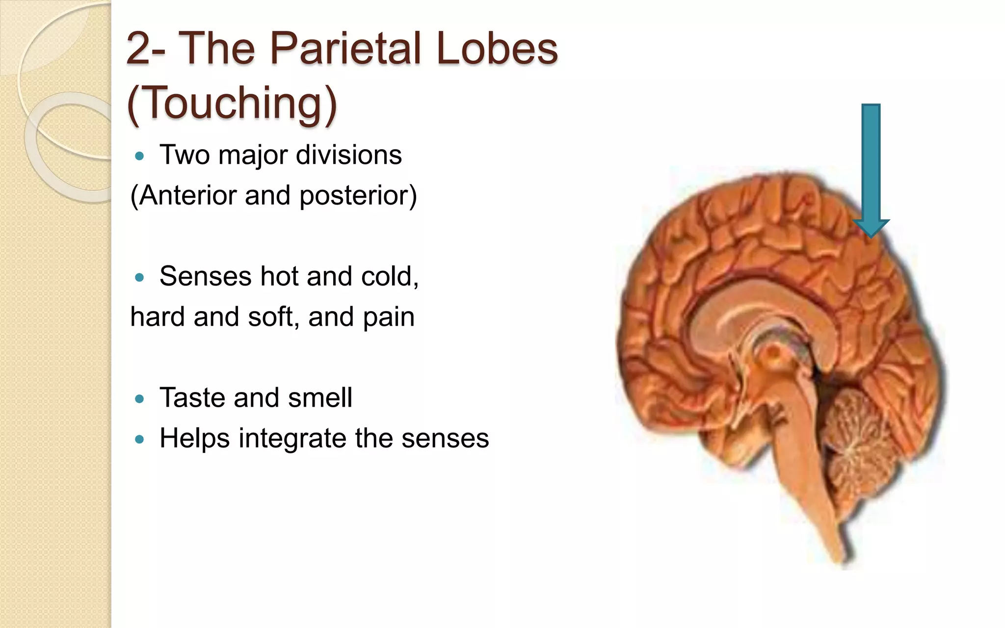 Language and brain | PPTX