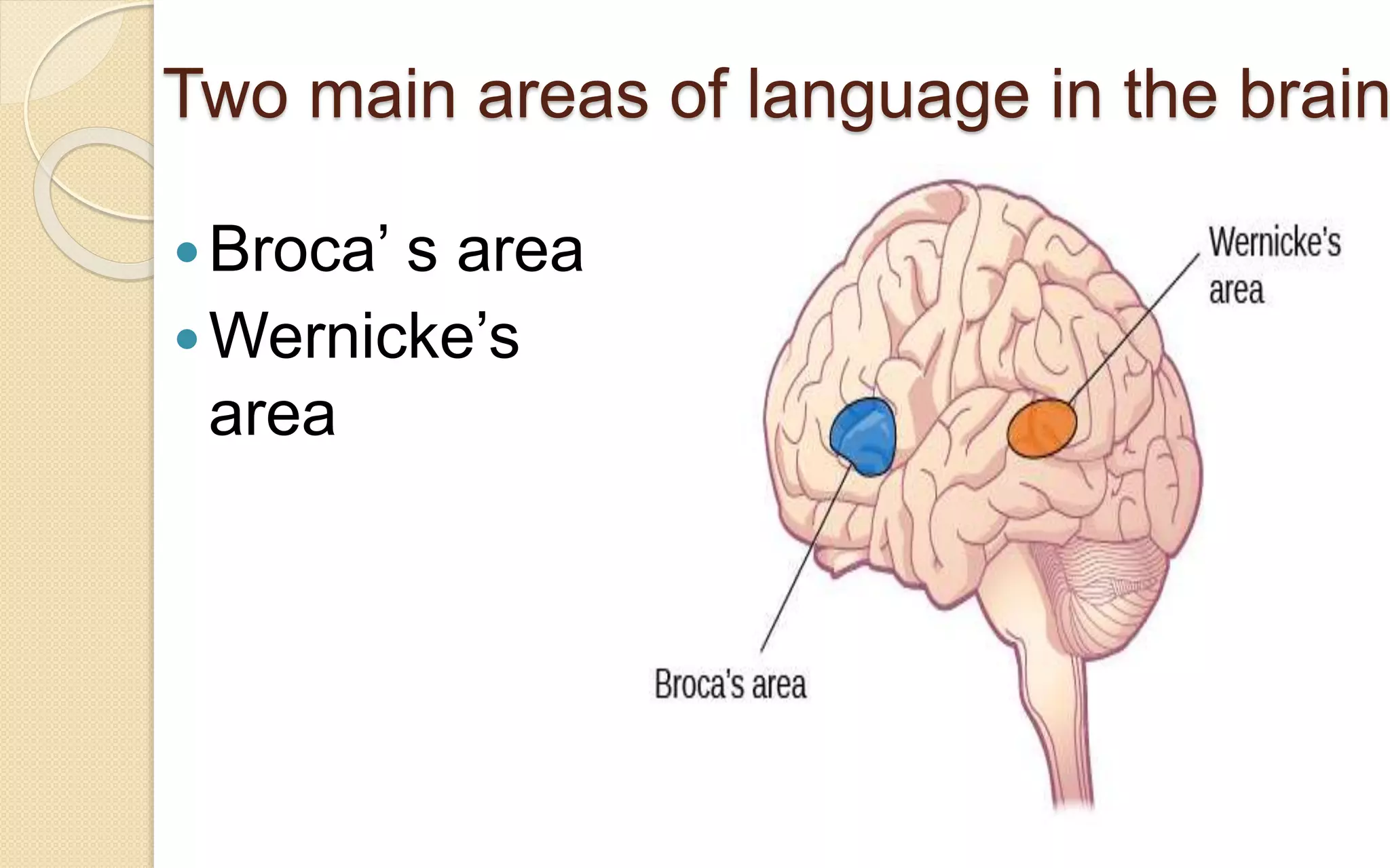 Language and brain | PPTX