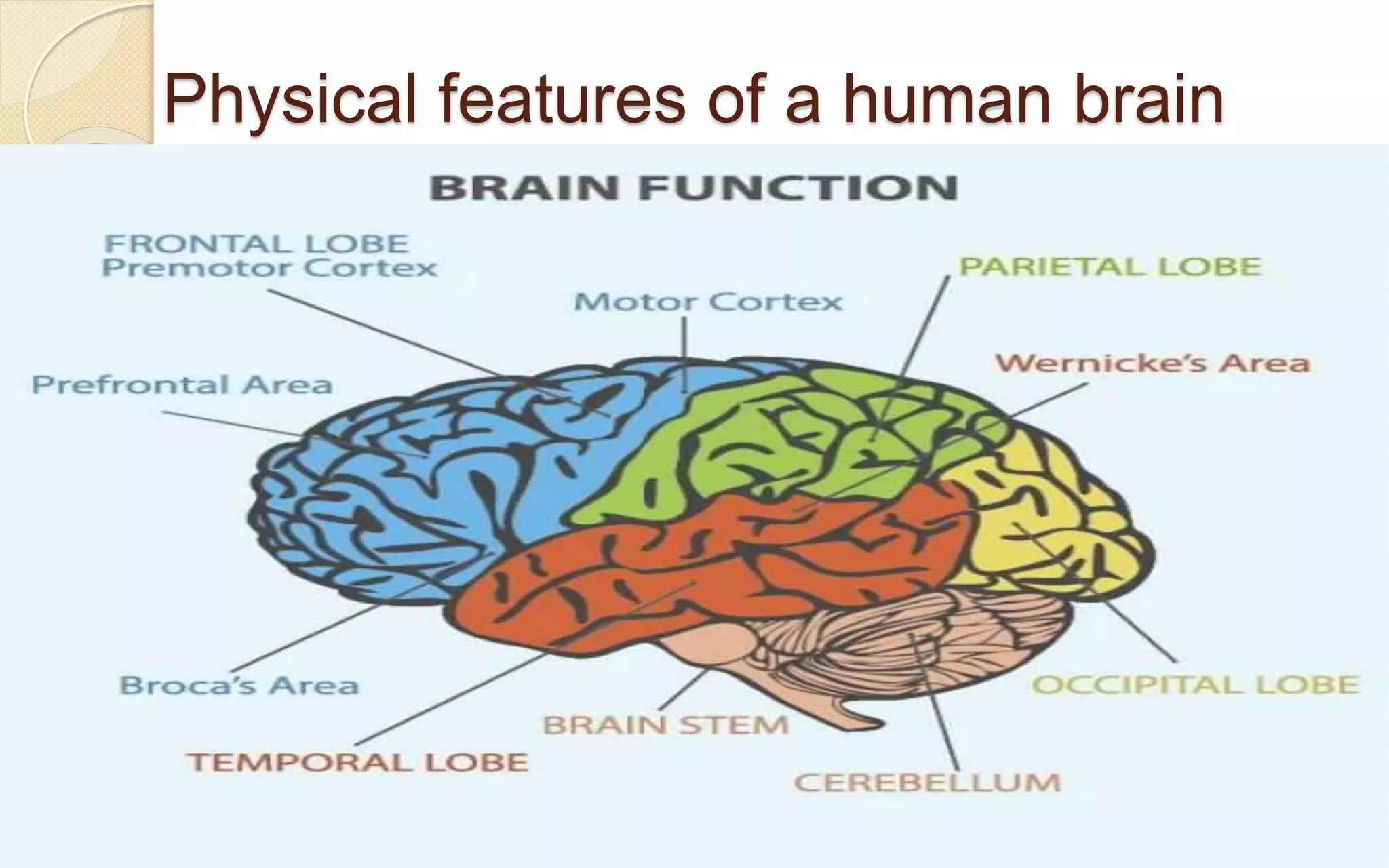 Language and brain | PPTX | Brain and Nervous System Disorders ...