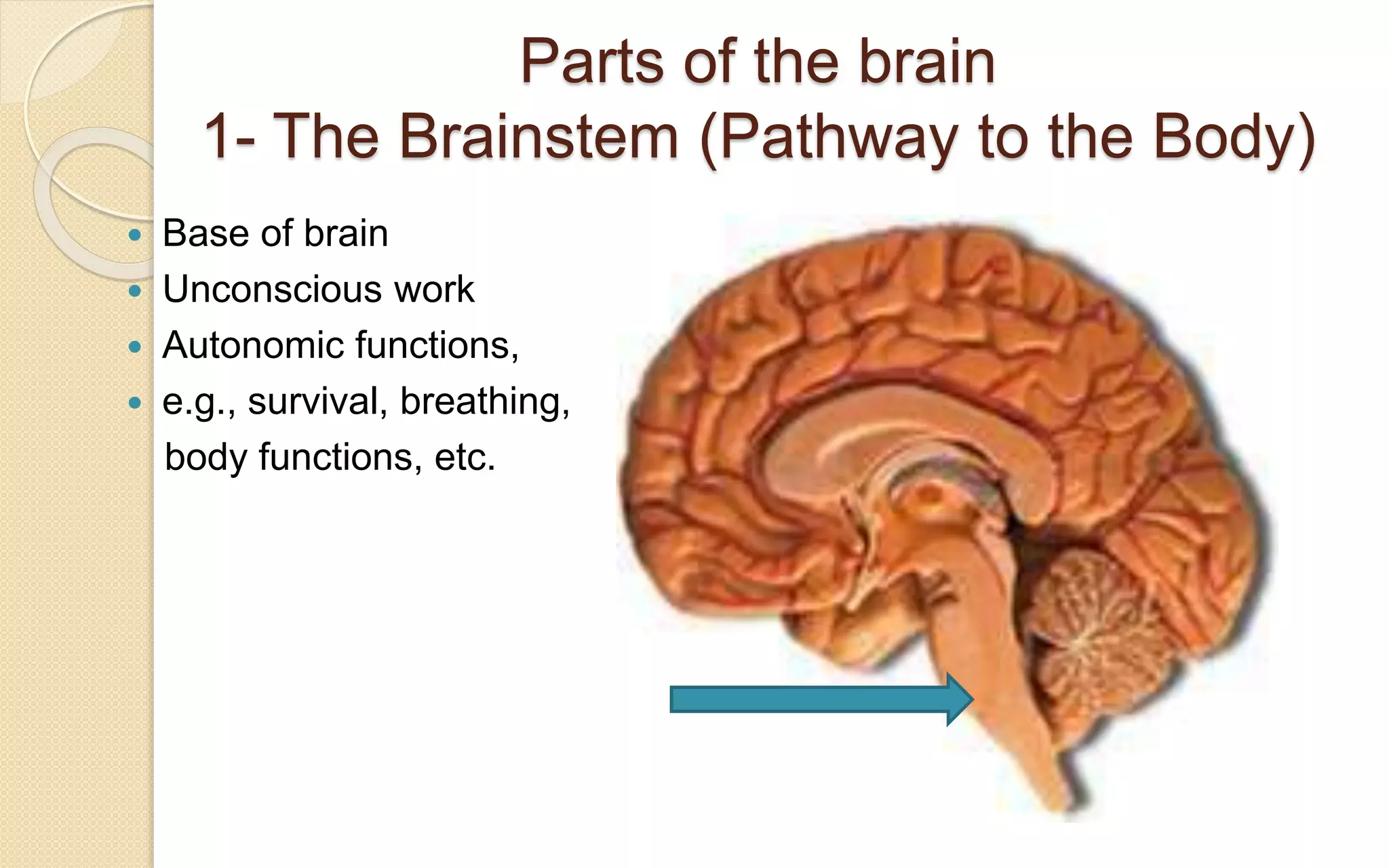 Language and brain | PPTX