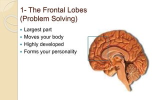 Language and brain | PPTX