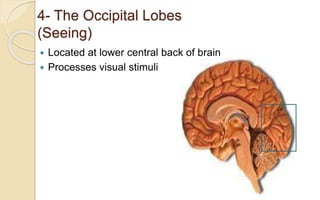 Language and brain | PPTX