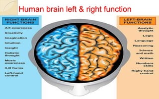 Language and brain | PPTX | Brain and Nervous System Disorders ...
