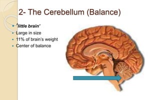 Language and brain | PPTX