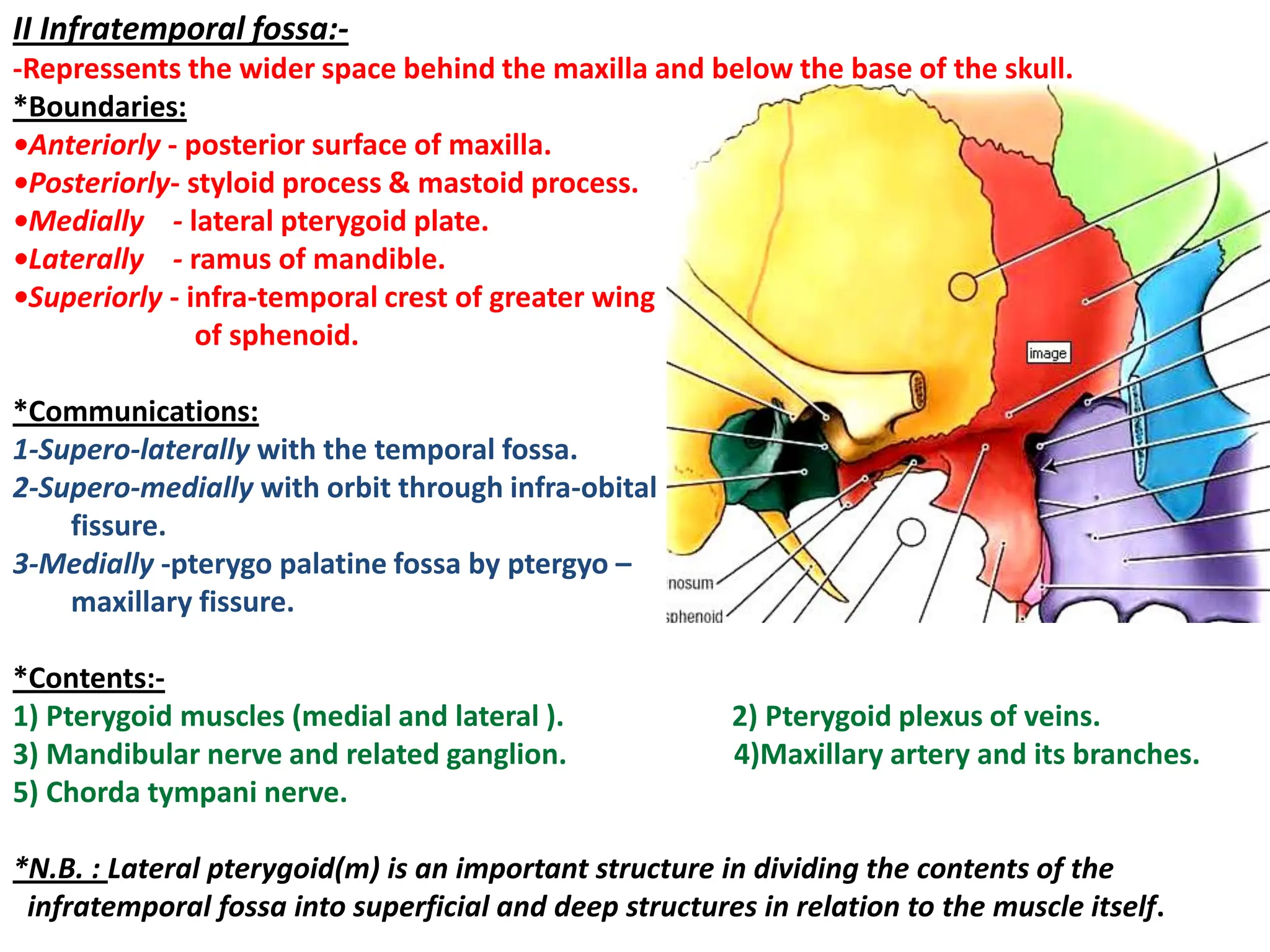 Lateralis and frontalis head and neck anatomy | PPT