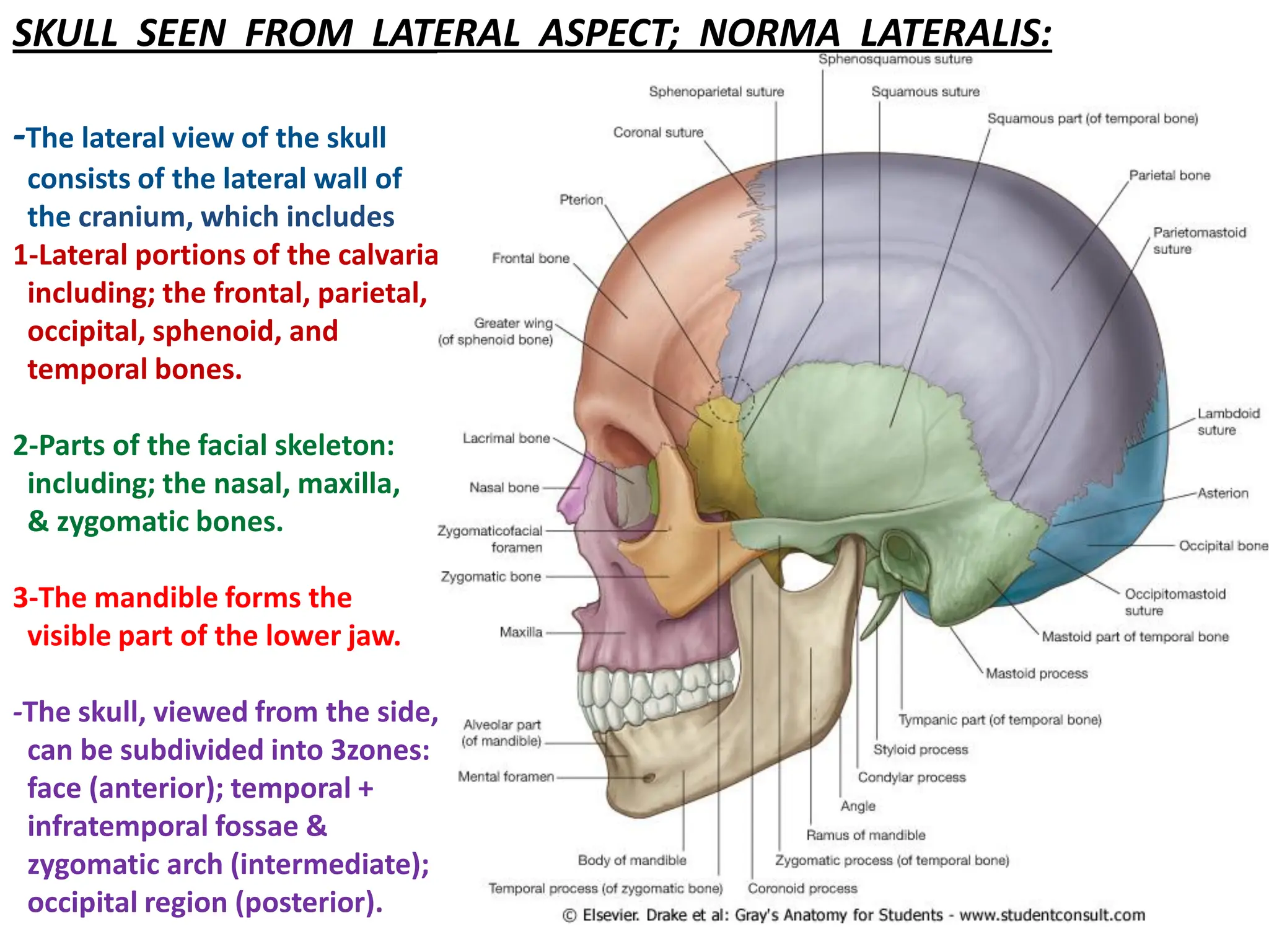 Lateralis and frontalis head and neck anatomy | PPT