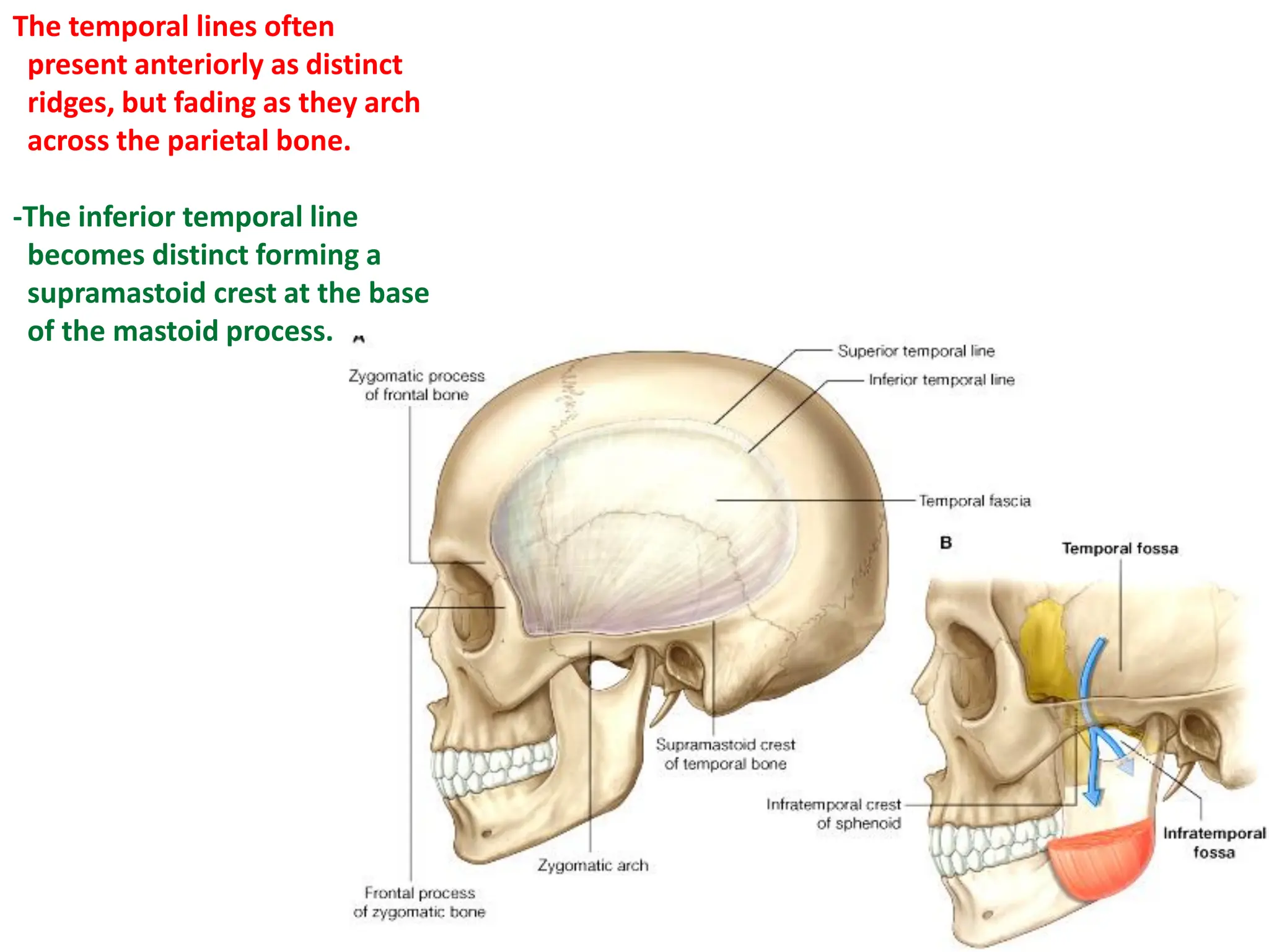 Lateralis and frontalis head and neck anatomy | PPT