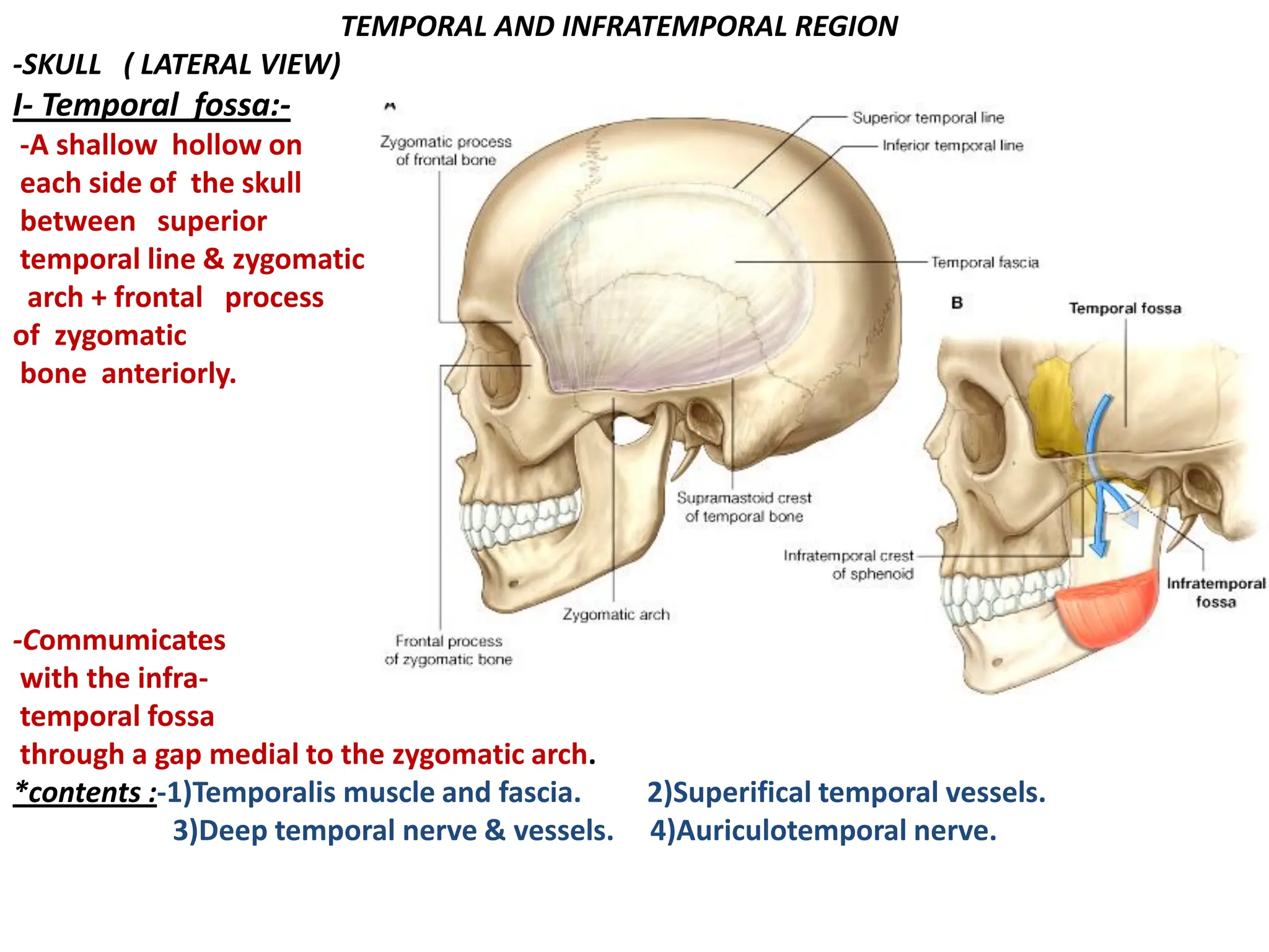 Lateralis and frontalis head and neck anatomy | PPT