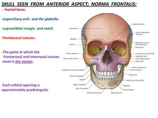 Lateralis and frontalis head and neck anatomy | PPT