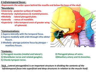 Lateralis and frontalis head and neck anatomy | PDF
