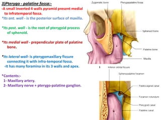 Lateralis and frontalis head and neck anatomy | PPT