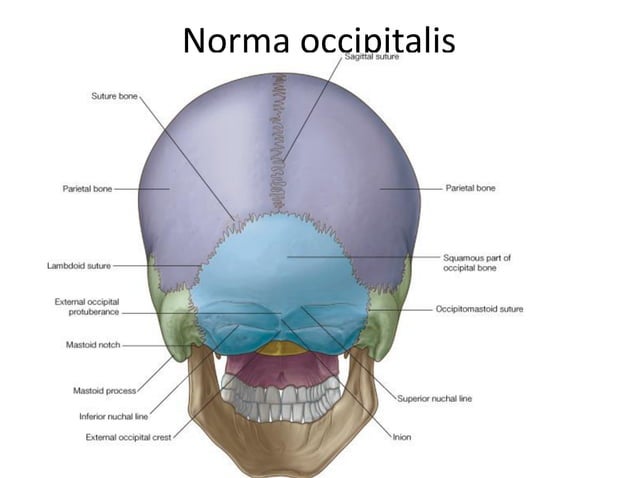 Lateralis and frontalis head and neck anatomy | PPT