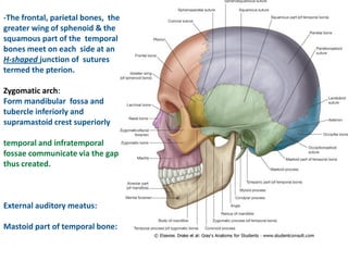 Lateralis and frontalis head and neck anatomy | PPT