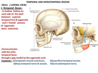 Lateralis and frontalis head and neck anatomy | PPT
