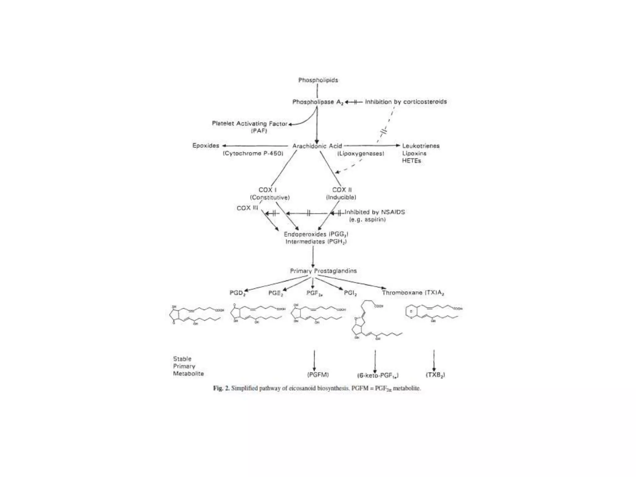 2. lokalni hormoni, 1 h | PPT