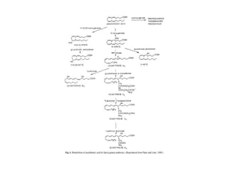 2. lokalni hormoni, 1 h | PPT