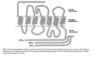 2. lokalni hormoni, 1 h | PPT