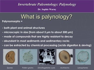 Louisiana rocks and minerals | PPT