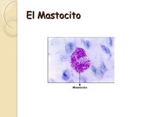 maduracion de la serie mieloide | PPT