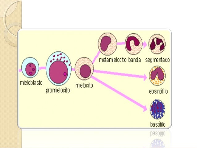 maduracion de la serie mieloide