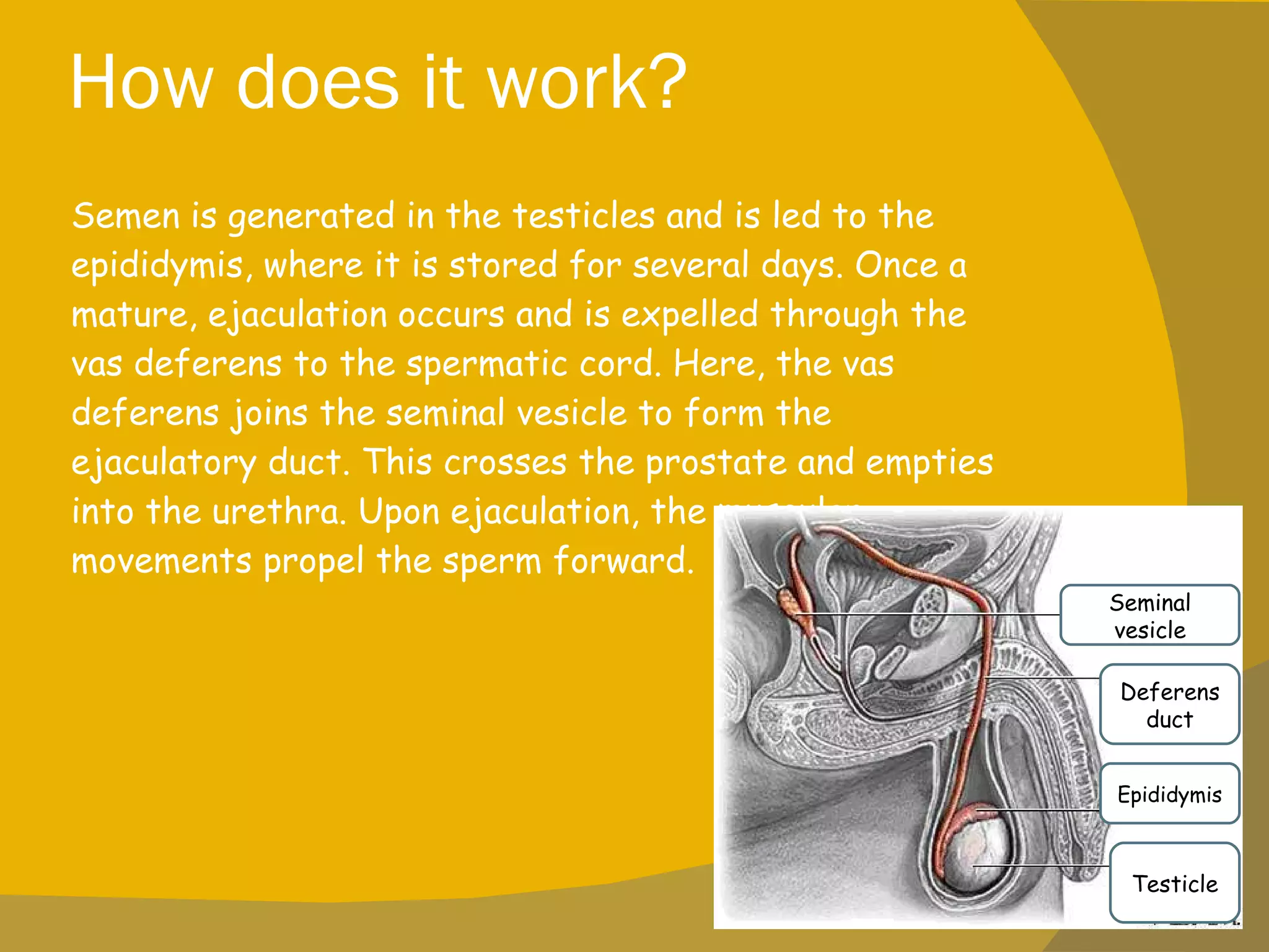 2 male reproductive system | PPT