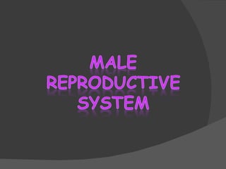 2 male reproductive system | PPT