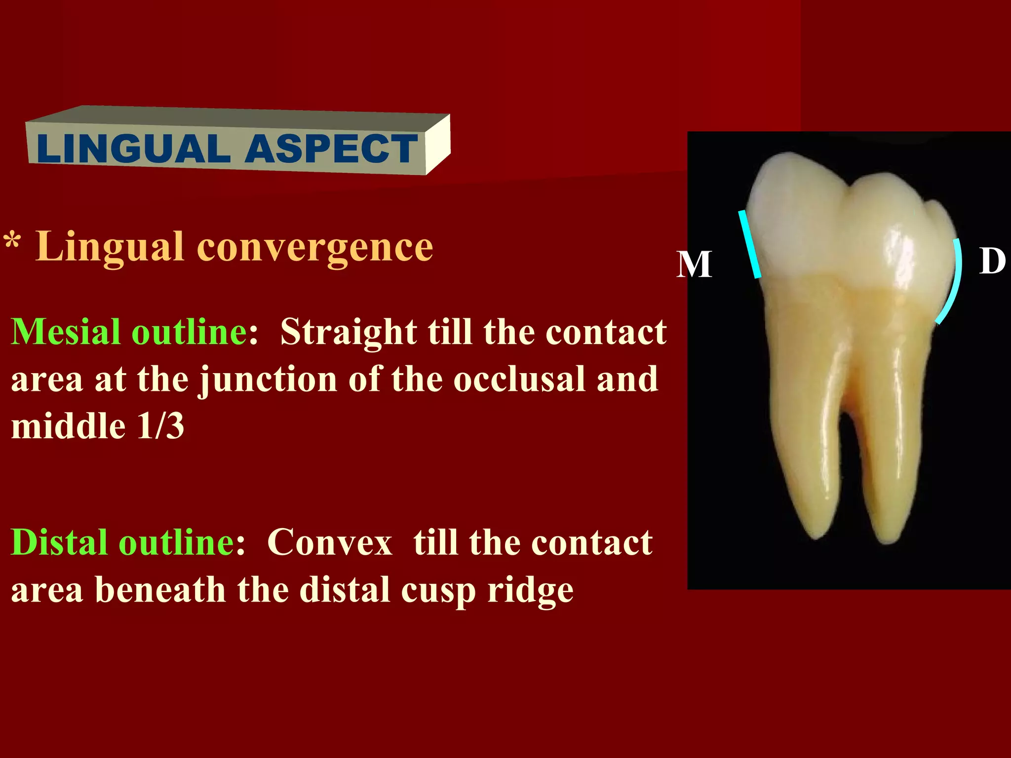 2 mandibular molars future | PPT | Free Download