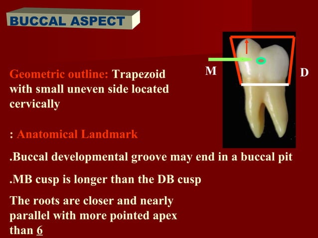 2 mandibular molars future | PPT