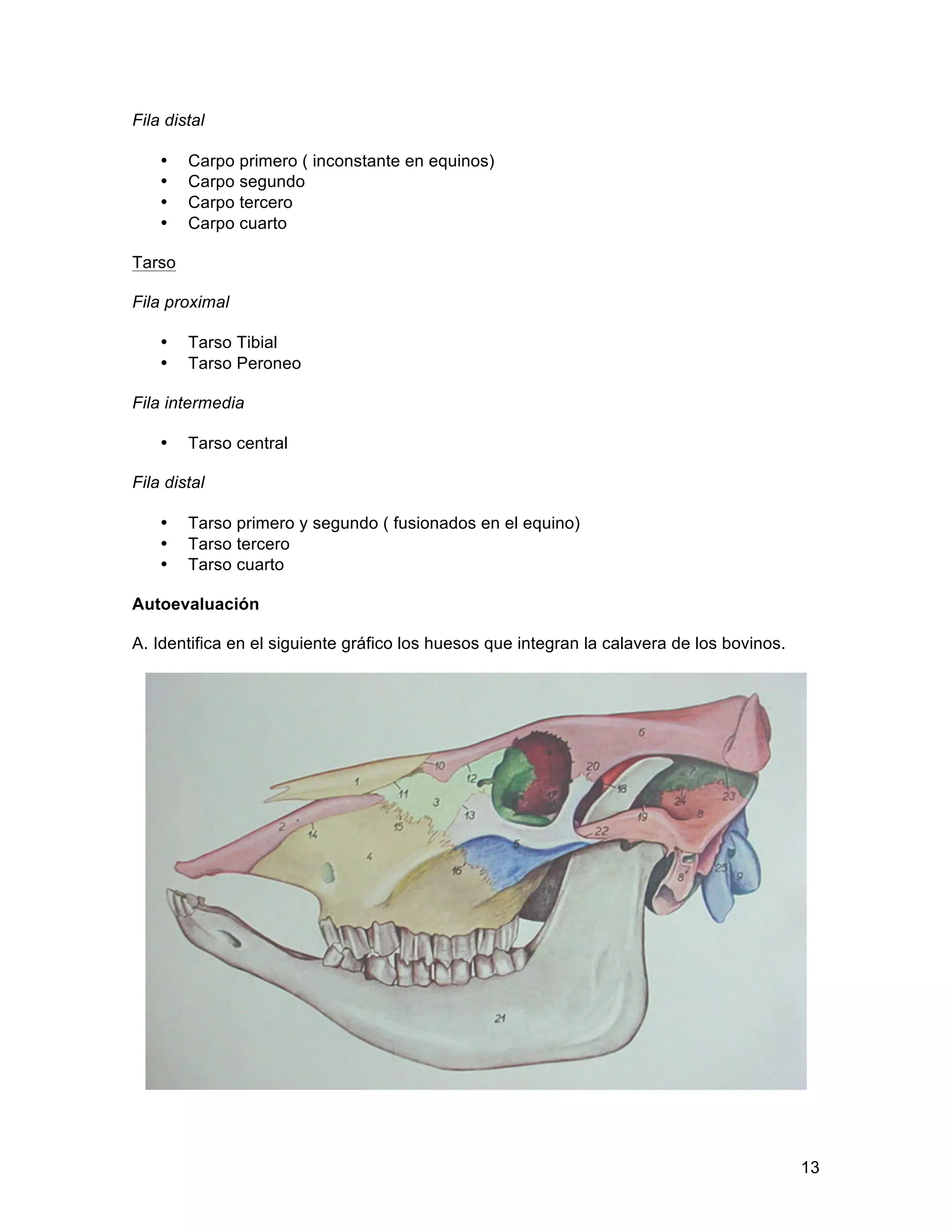 2 manual-de-practicas-de-anatomia-sistemica-descriptiva-veterinaria ...