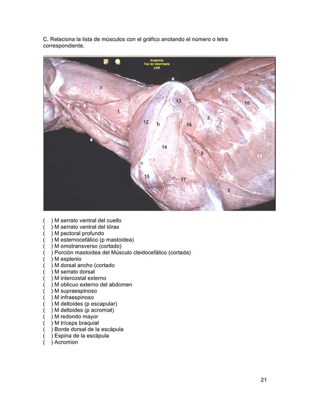 2 manual-de-practicas-de-anatomia-sistemica-descriptiva-veterinaria ...
