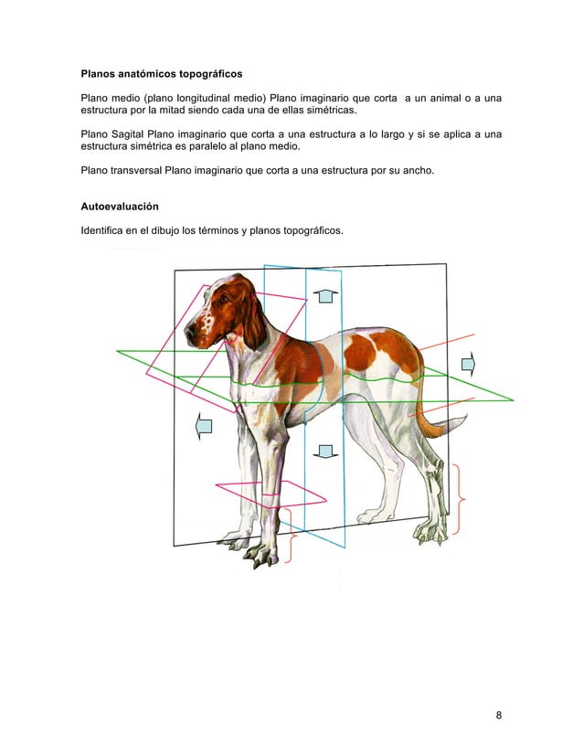 2 manual-de-practicas-de-anatomia-sistemica-descriptiva-veterinaria ...