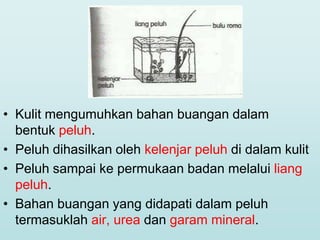 2 manusia berkumuh dan bernyahtinja | PPT